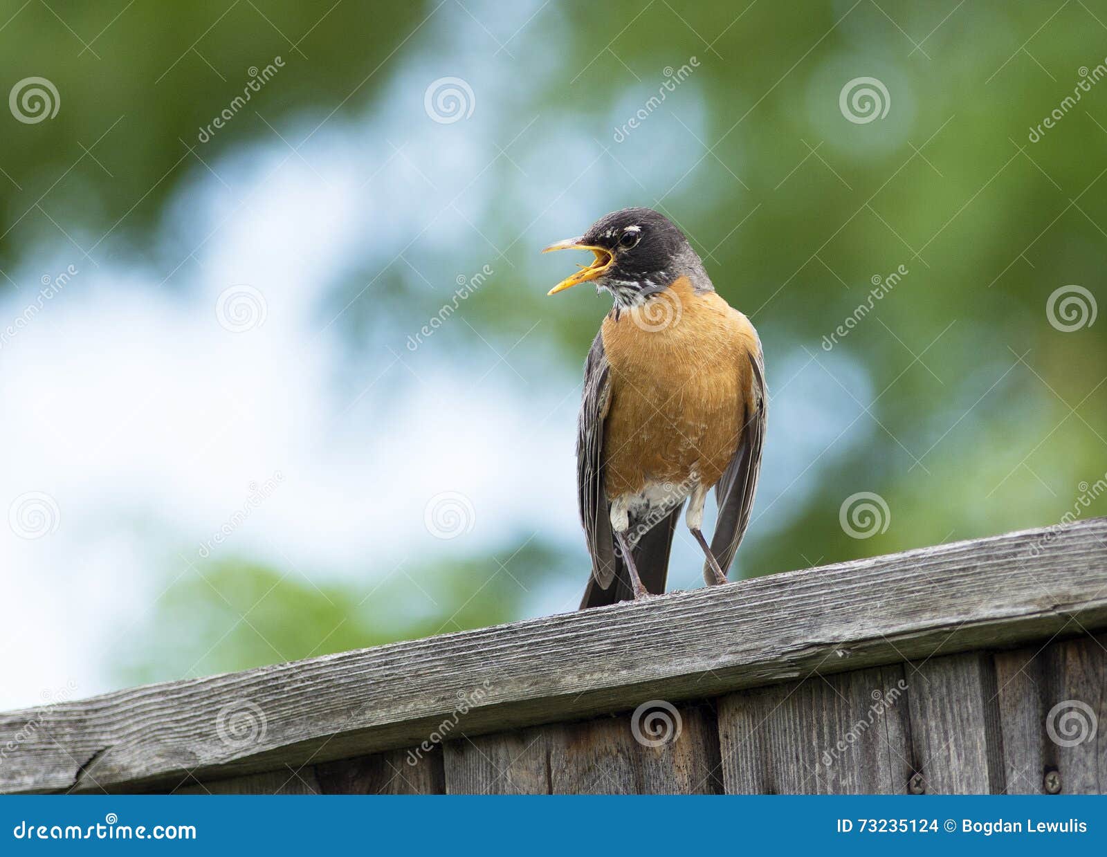 American Robin stock photo. Image of bird, summer, beak - 73235124