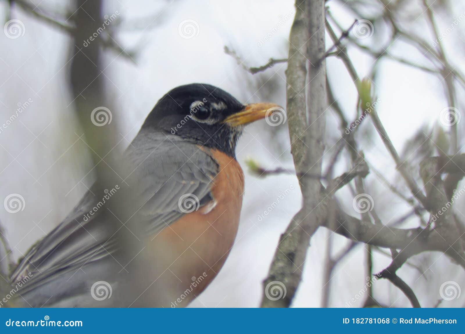 American Robin Sitting in a Tree Stock Photo - Image of orange, robin ...