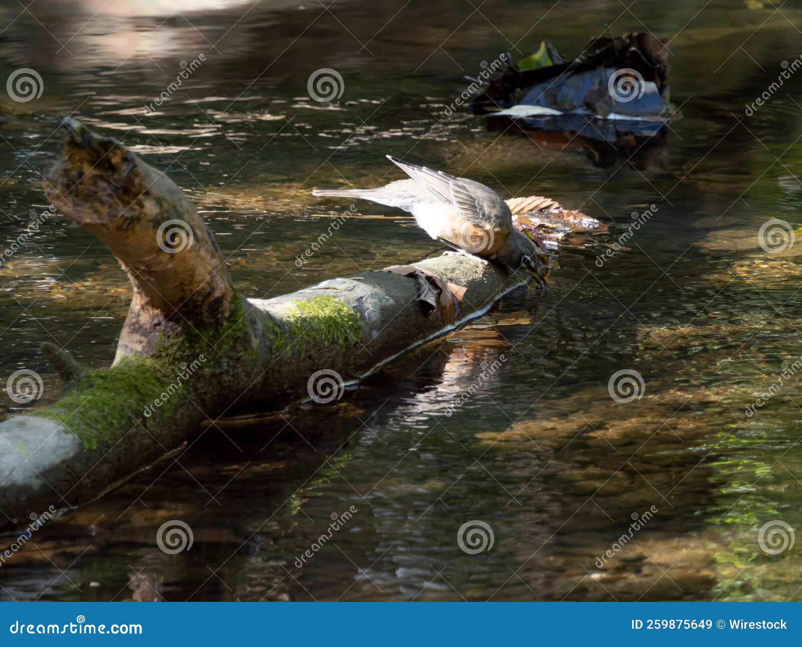 American Robin Sitting on a Tree Log in a River and Drinking Water in ...