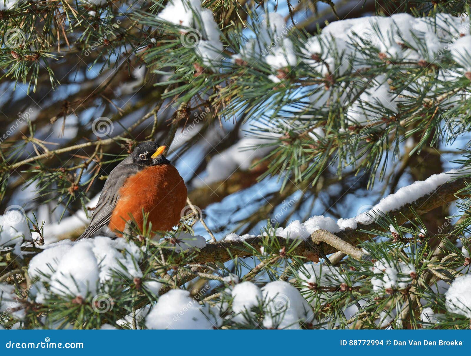 American Robin in snow stock photo. Image of pine, american - 88772994