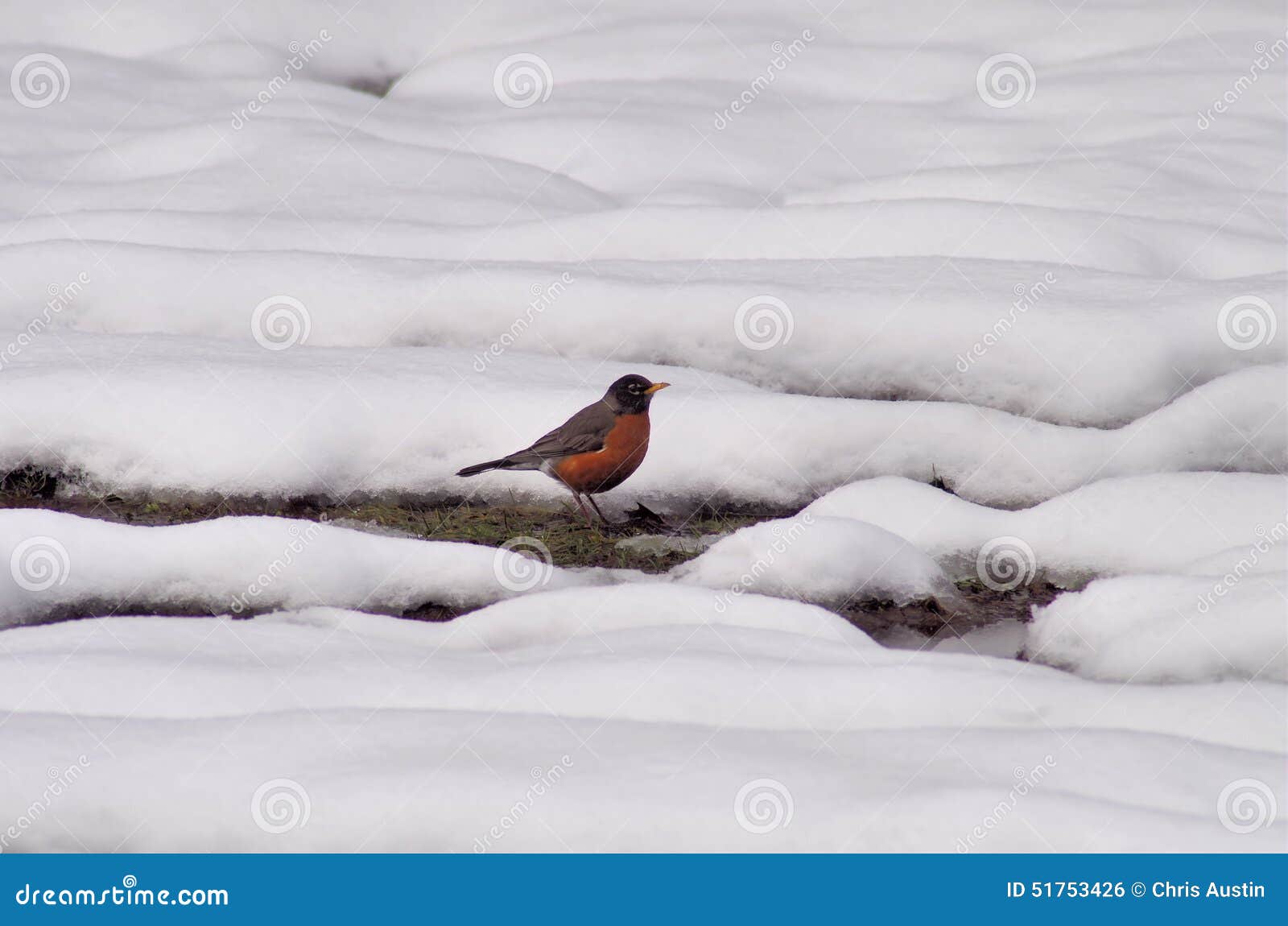 American Robin in the snow stock photo. Image of snow - 51753426