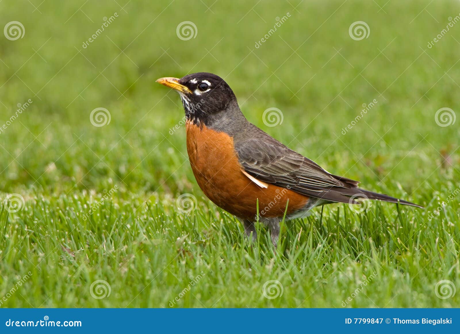 American Robin in Spring Grass Stock Image - Image of early, green: 7799847