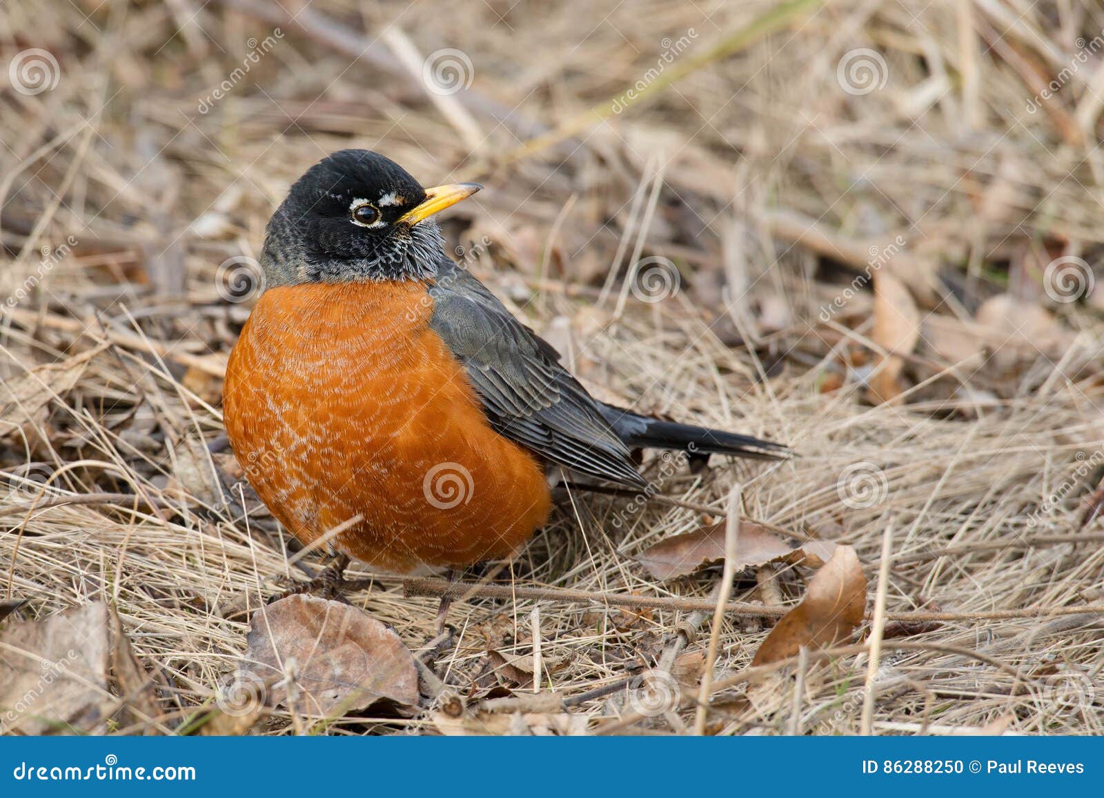 American Robin - Turdus Migratorius Stock Photo - Image of organism ...