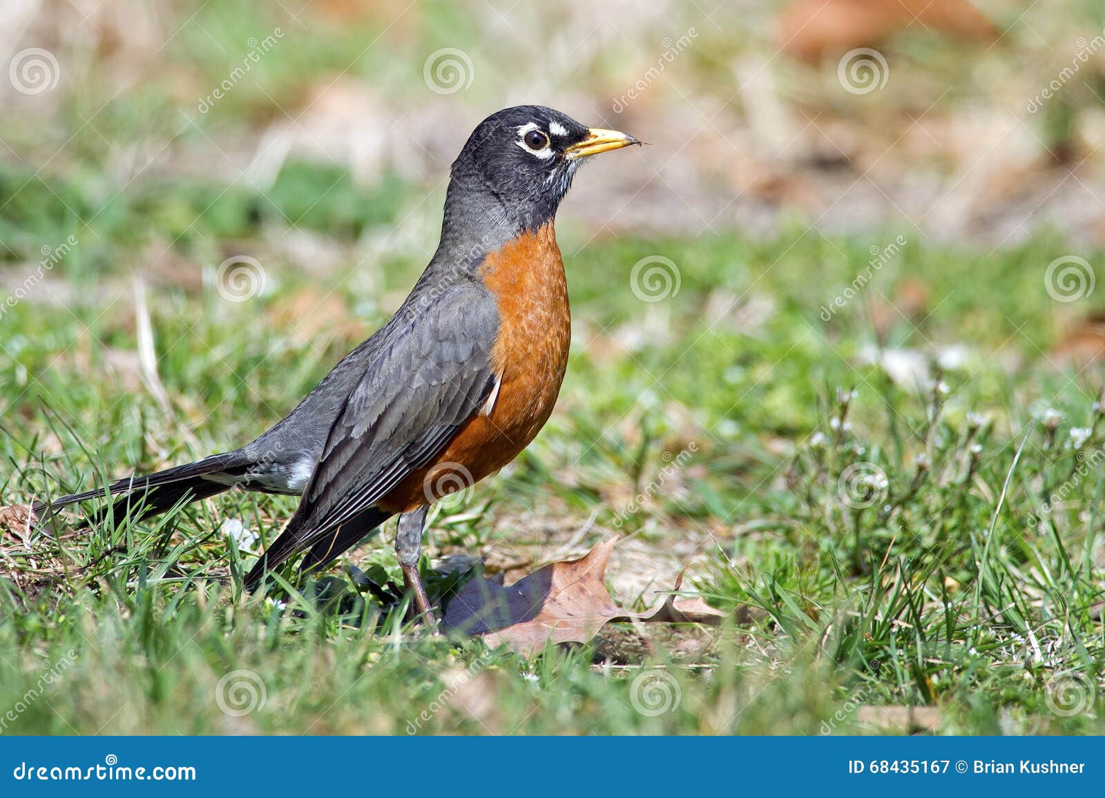 American Robin stock image. Image of common, north, american - 68435167