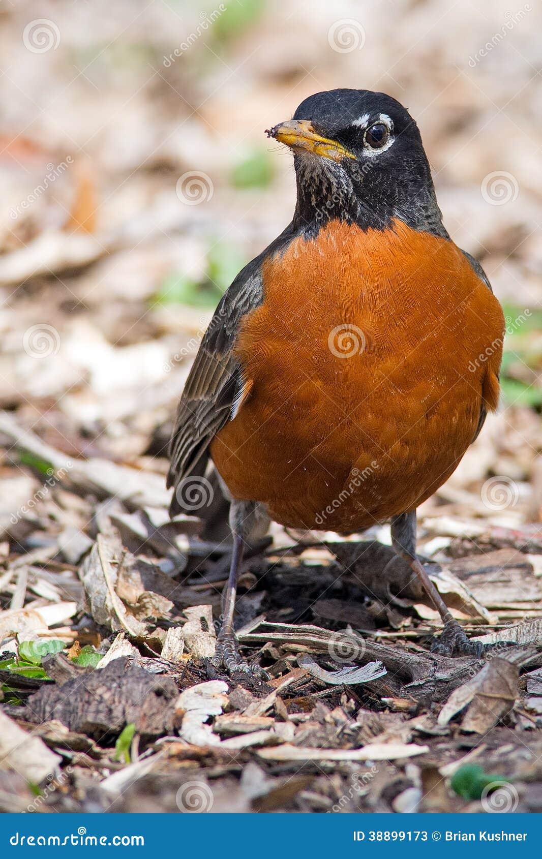 American Robin stock image. Image of berries, wildlife - 38899173