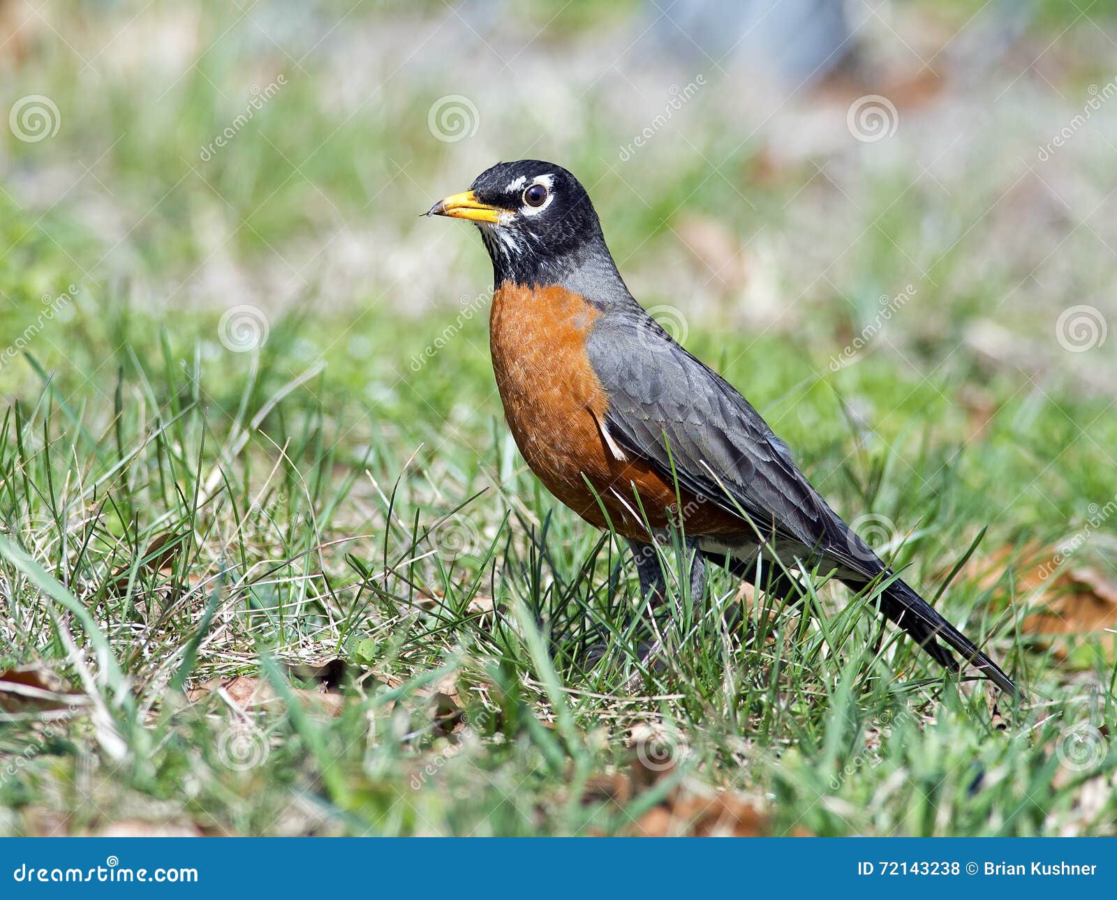 American Robin stock photo. Image of wildlife, sign, vernal - 72143238