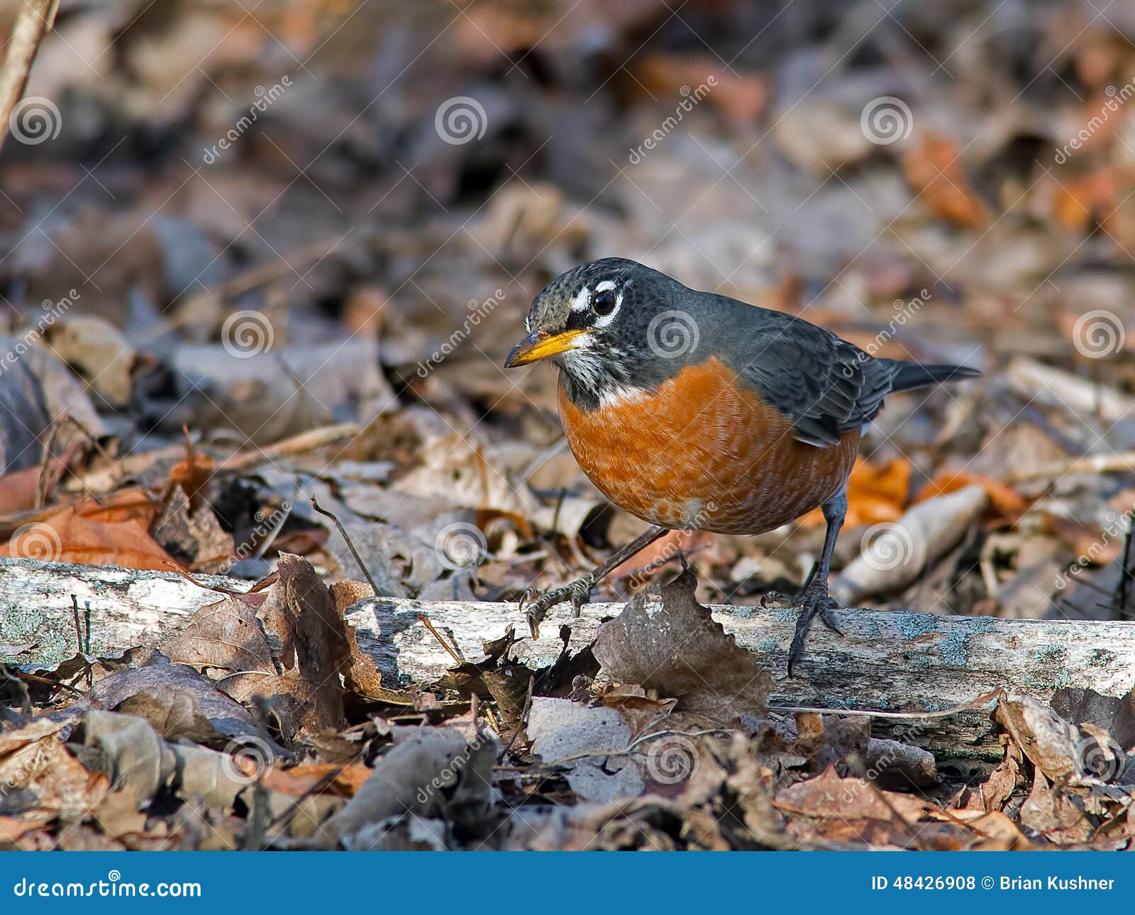 American Robin stock photo. Image of migratory, berry - 48426908