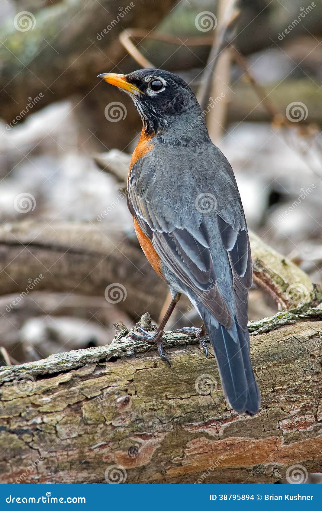 American Robin stock photo. Image of spring, common, migration - 38795894