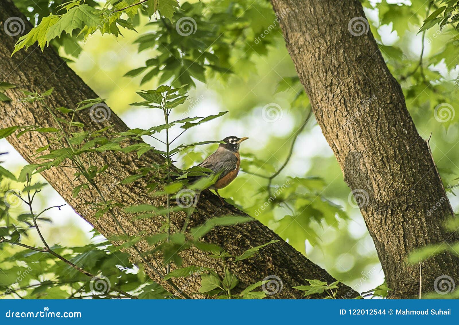 American Robin stock photo. Image of parks, thrush, migratory - 122012544