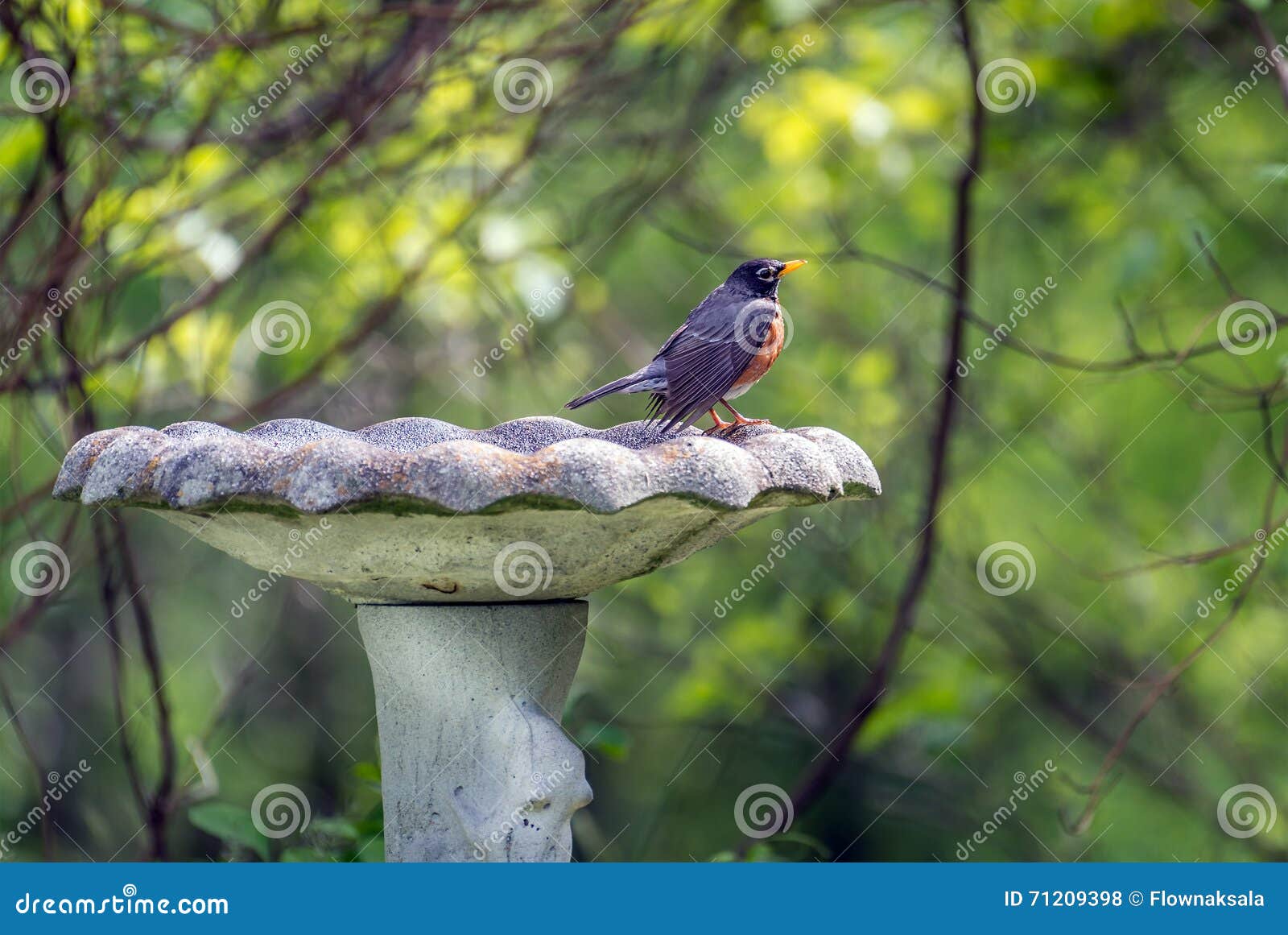 American Robin Standing on an Old Rustic Bird Bath Stock Photo - Image ...
