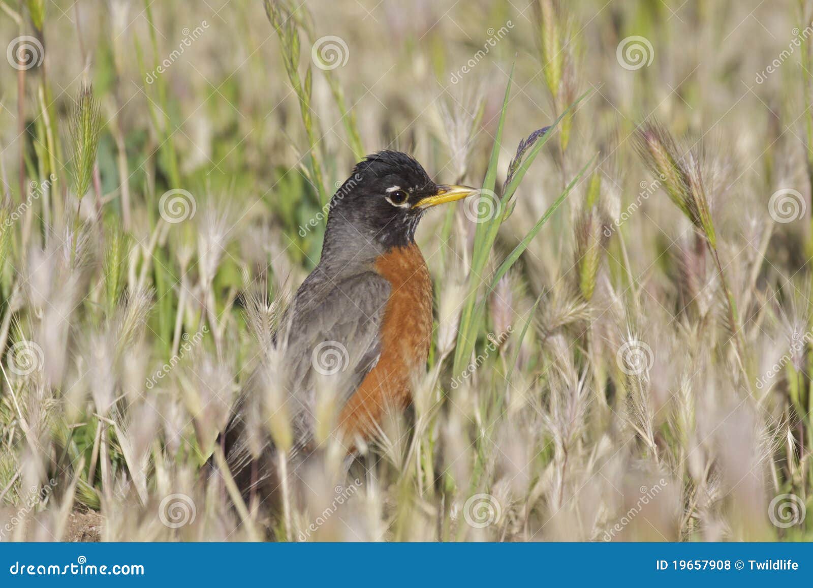 American Robin in Tall Grass Stock Photo - Image of wild, avian: 19657908