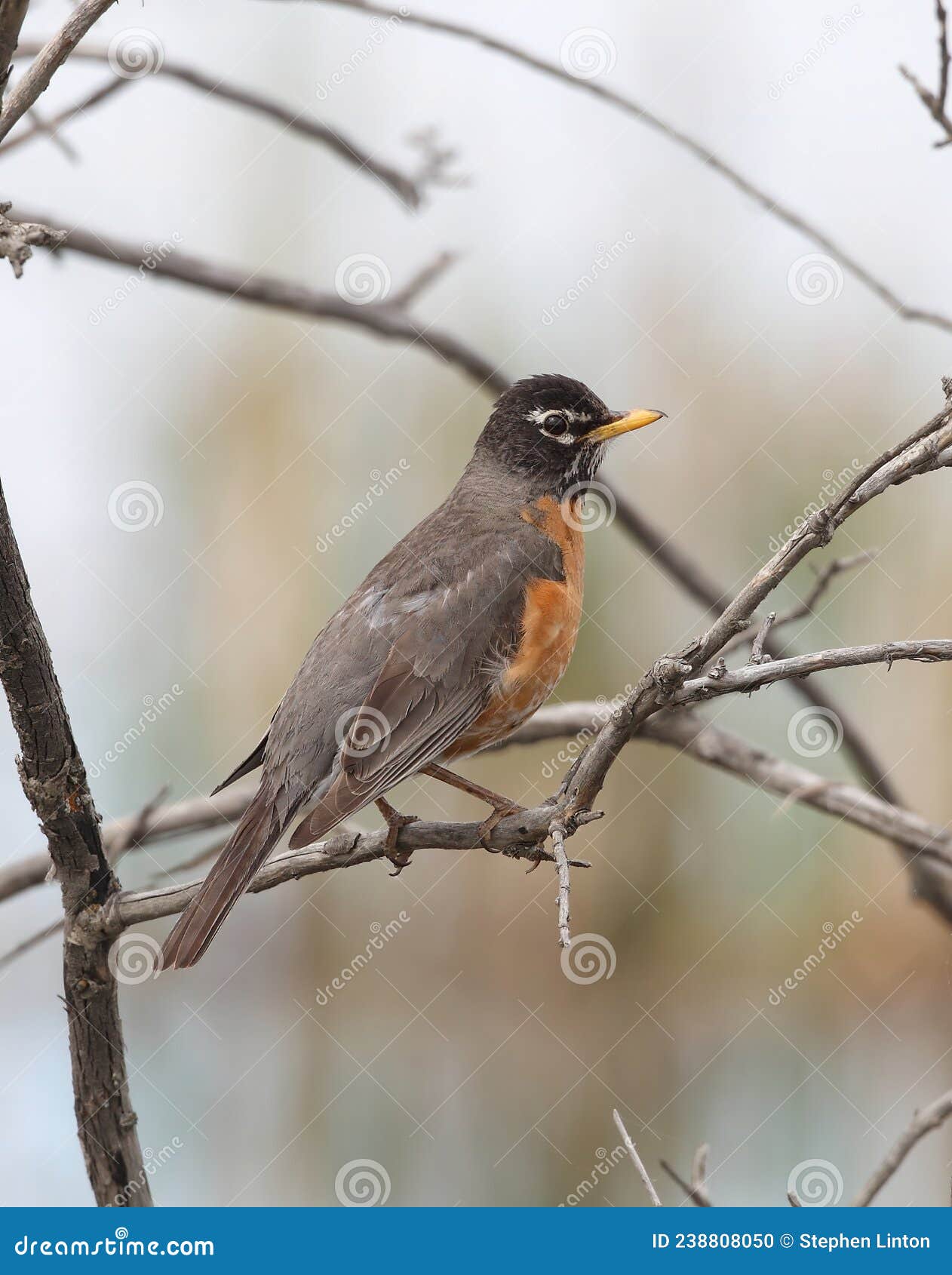 American Robin in a Tree stock photo. Image of robin - 238808050