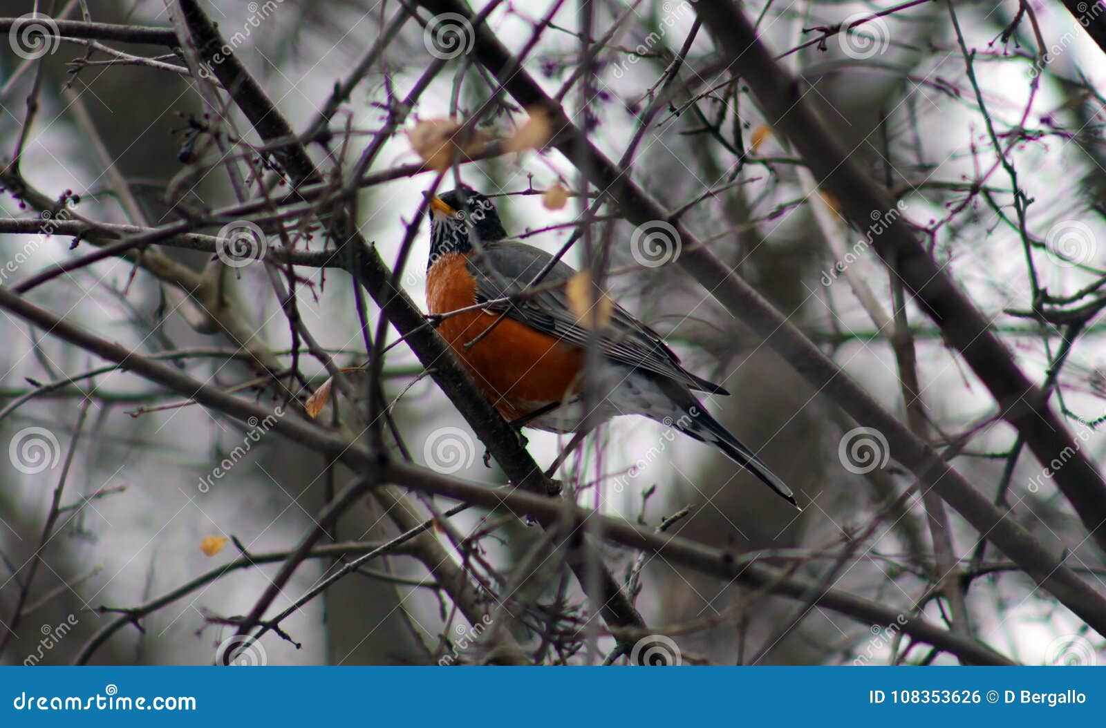 American Robin in Tree during Cold Winter Stock Photo - Image of ...