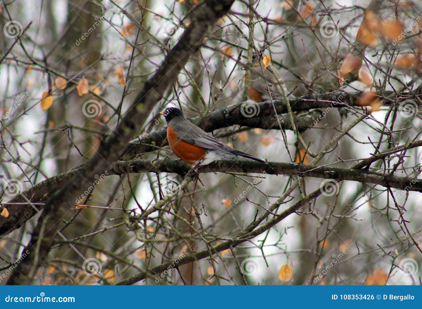 American Robin in Tree during Cold Winter Stock Photo - Image of ...