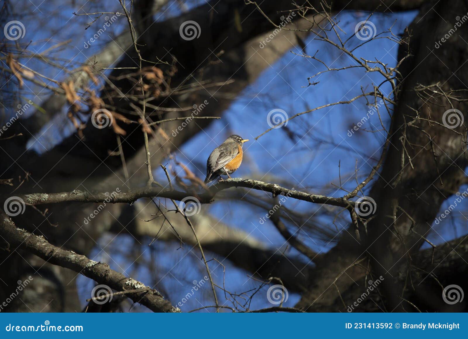 American Robin on a Tree stock photo. Image of bark - 231413592