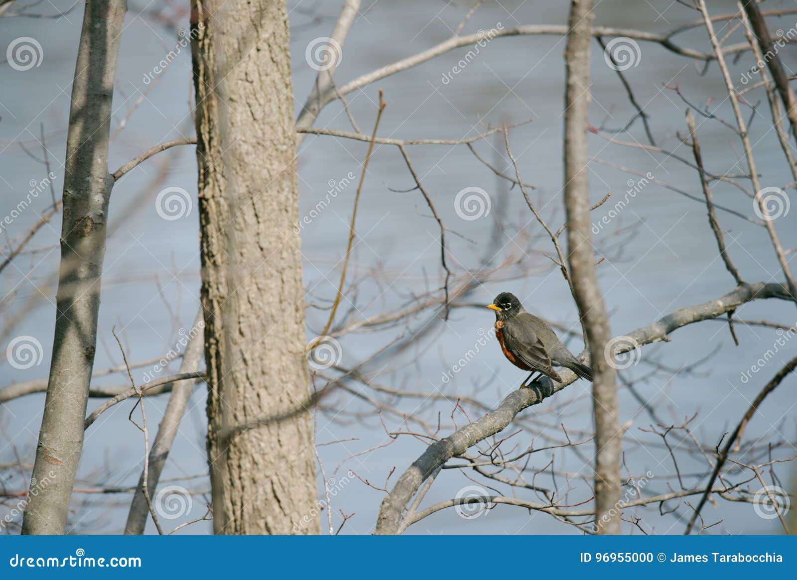 American Robin on Tree stock photo. Image of parks, bird - 96955000