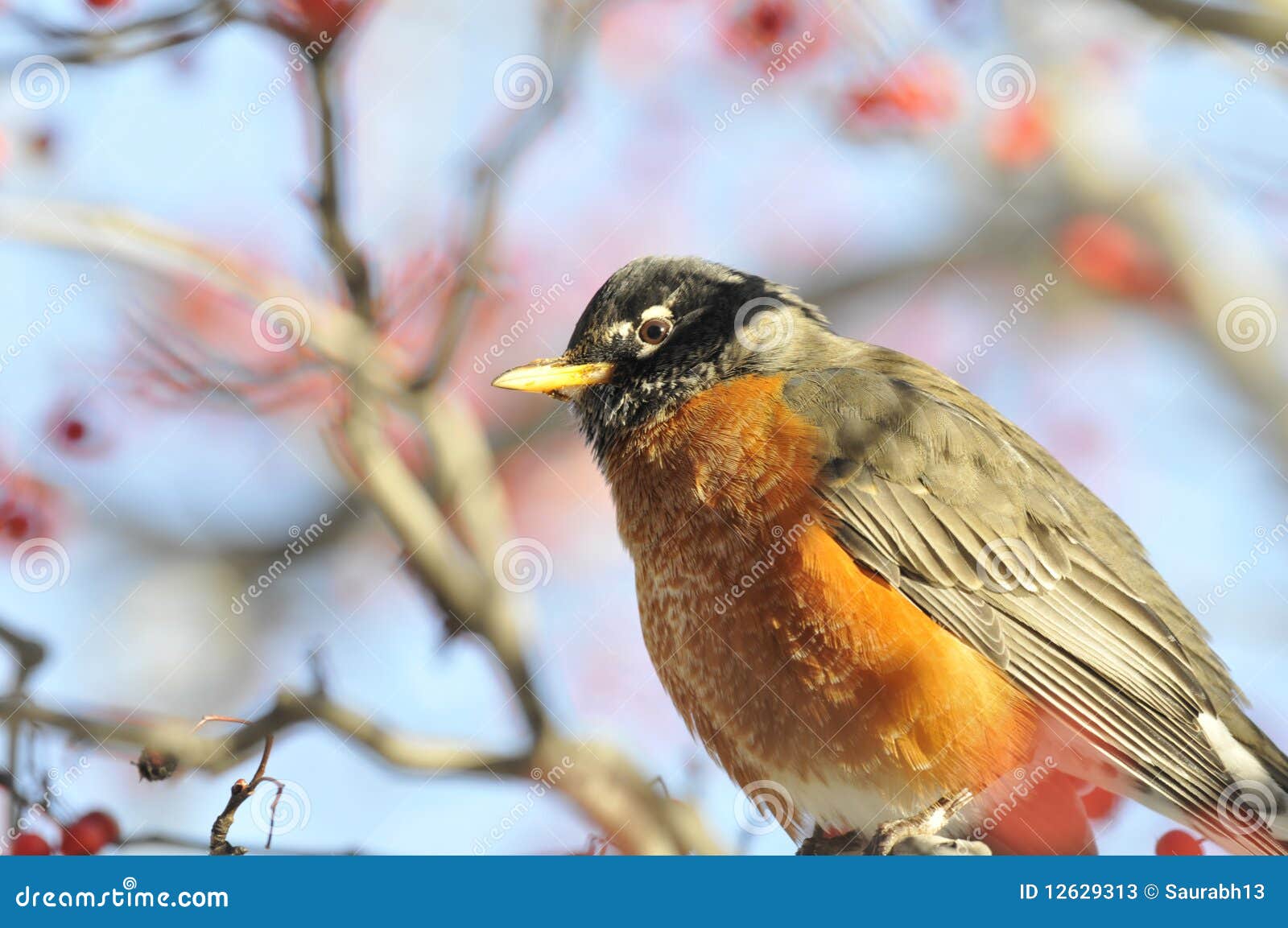 434 North American Thrush Stock Photos - Free & Royalty-Free Stock ...