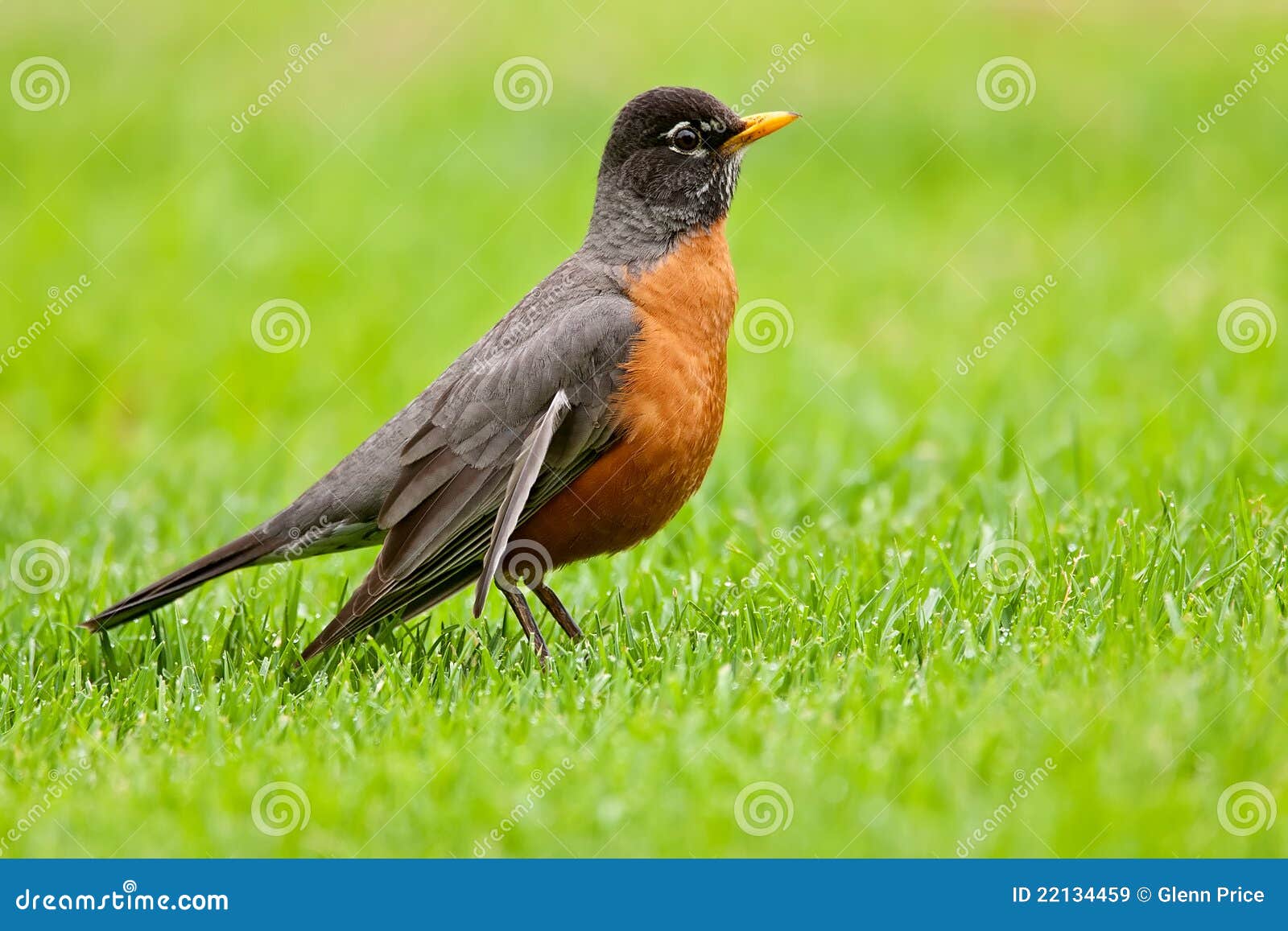 American Robin (Turdus Migratorius) Stock Image - Image of american ...
