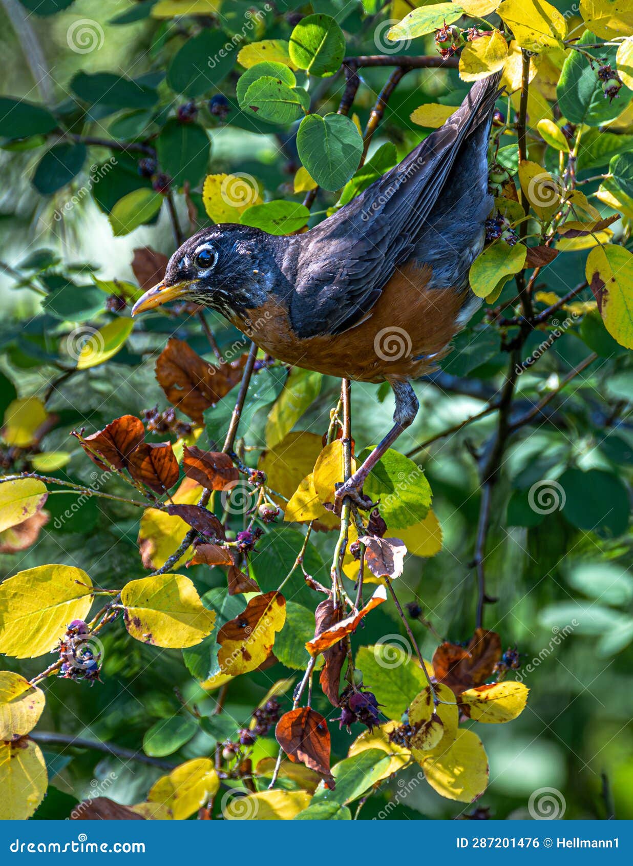 American Robin Searching for Food Stock Photo - Image of wildlife ...