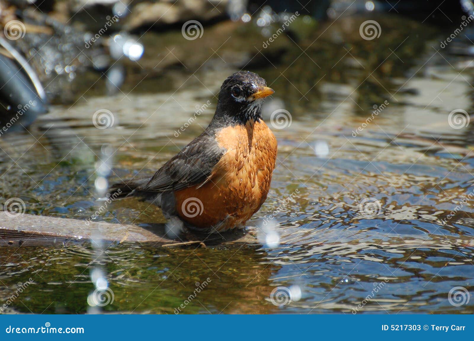American robin washing stock image. Image of plumage, nature - 5217303
