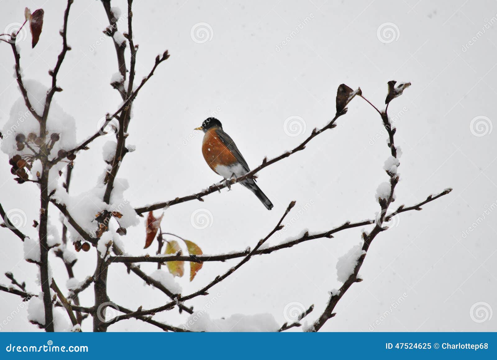 American robin in winter stock image. Image of winter - 47524625