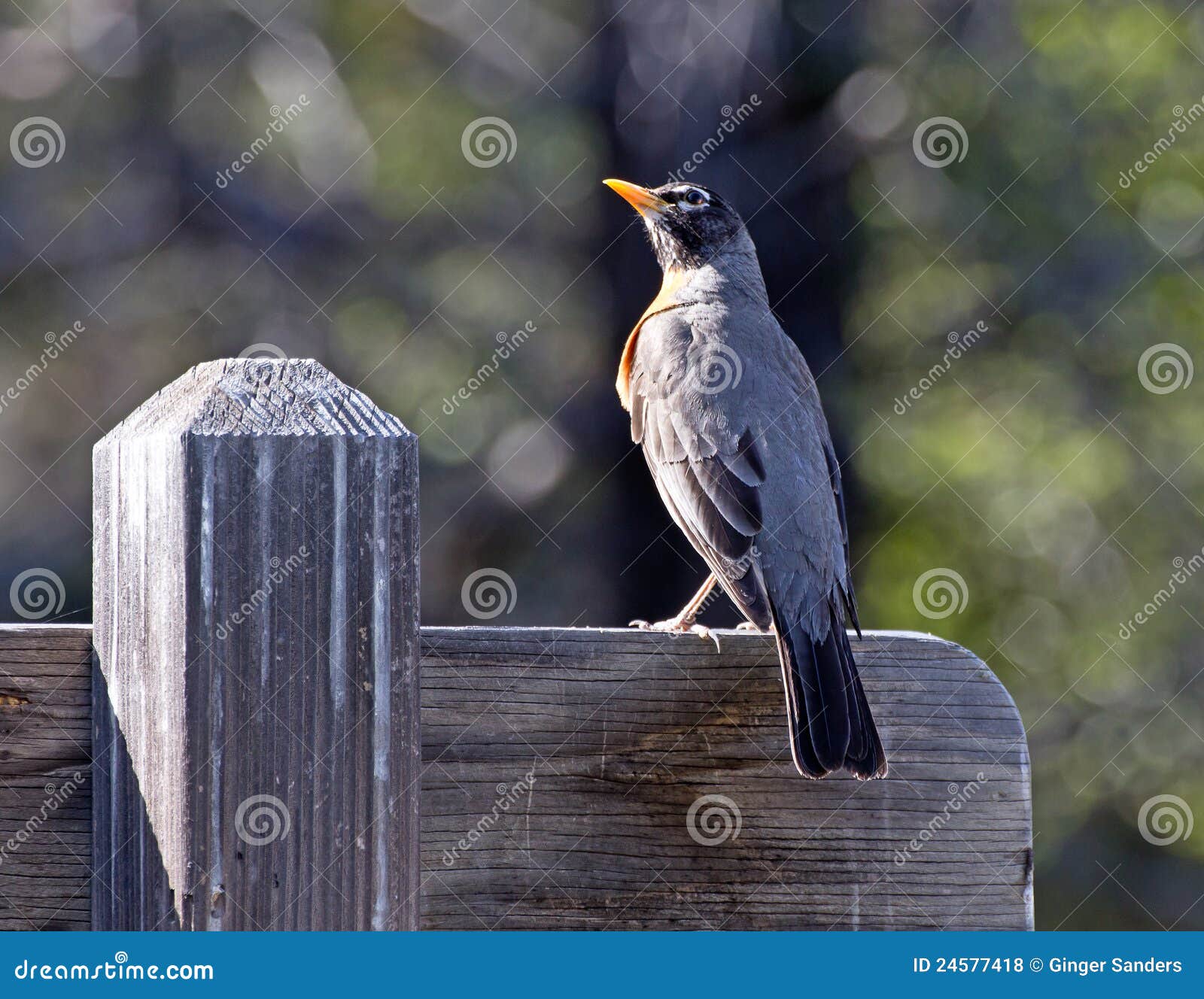 American Robin on Wooden Sign Stock Photo - Image of nature, daylight ...