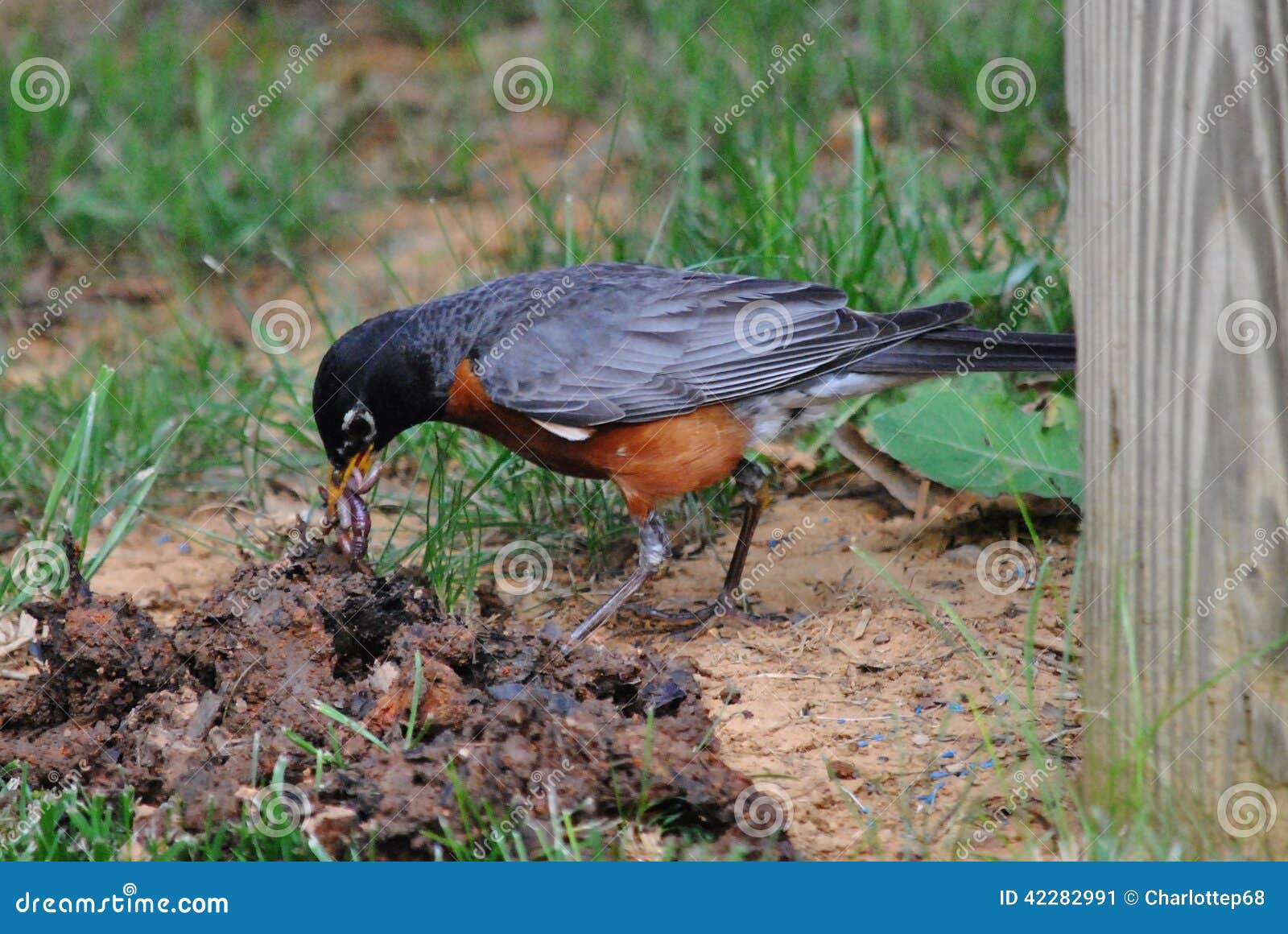 American Robin with worms stock image. Image of clutch - 42282991