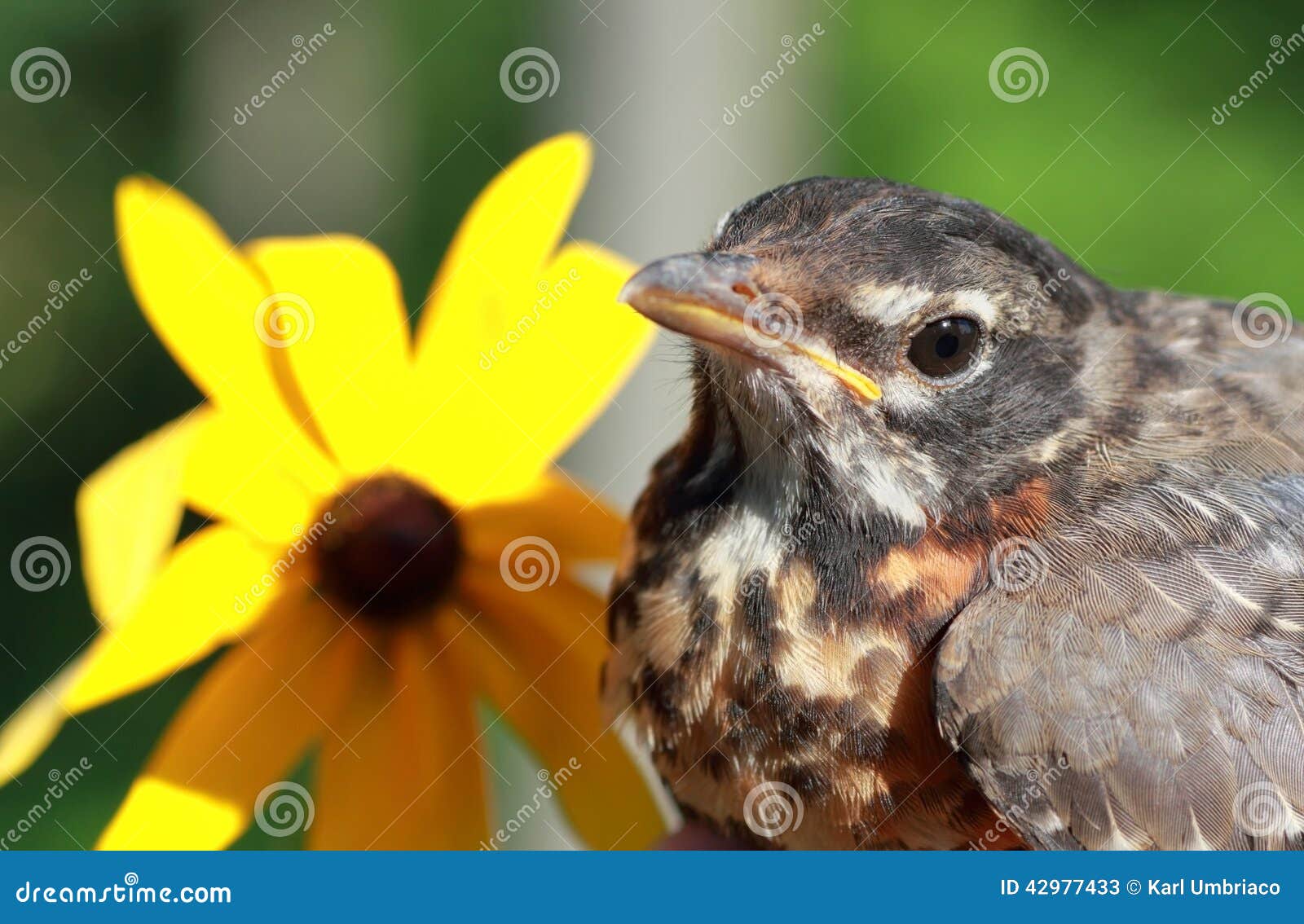 4,972 Robin Summer Stock Photos - Free & Royalty-Free Stock Photos from ...