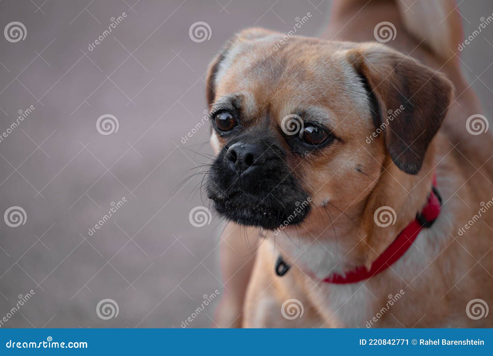 American short lo-shee pug stock image. Image of mammal - 220842771