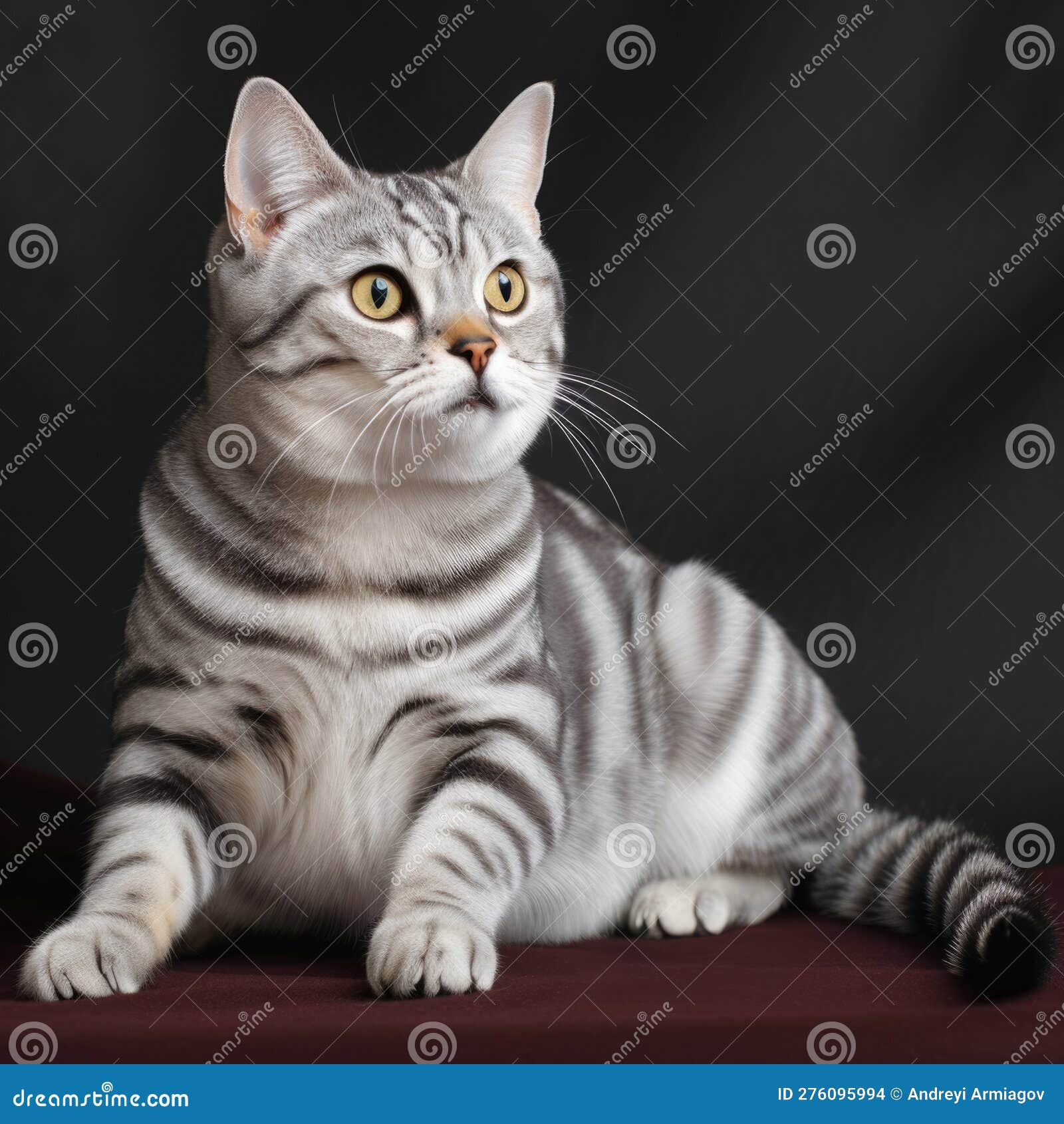 American Shorthair Icon In Black Style Isolated On White Background ...