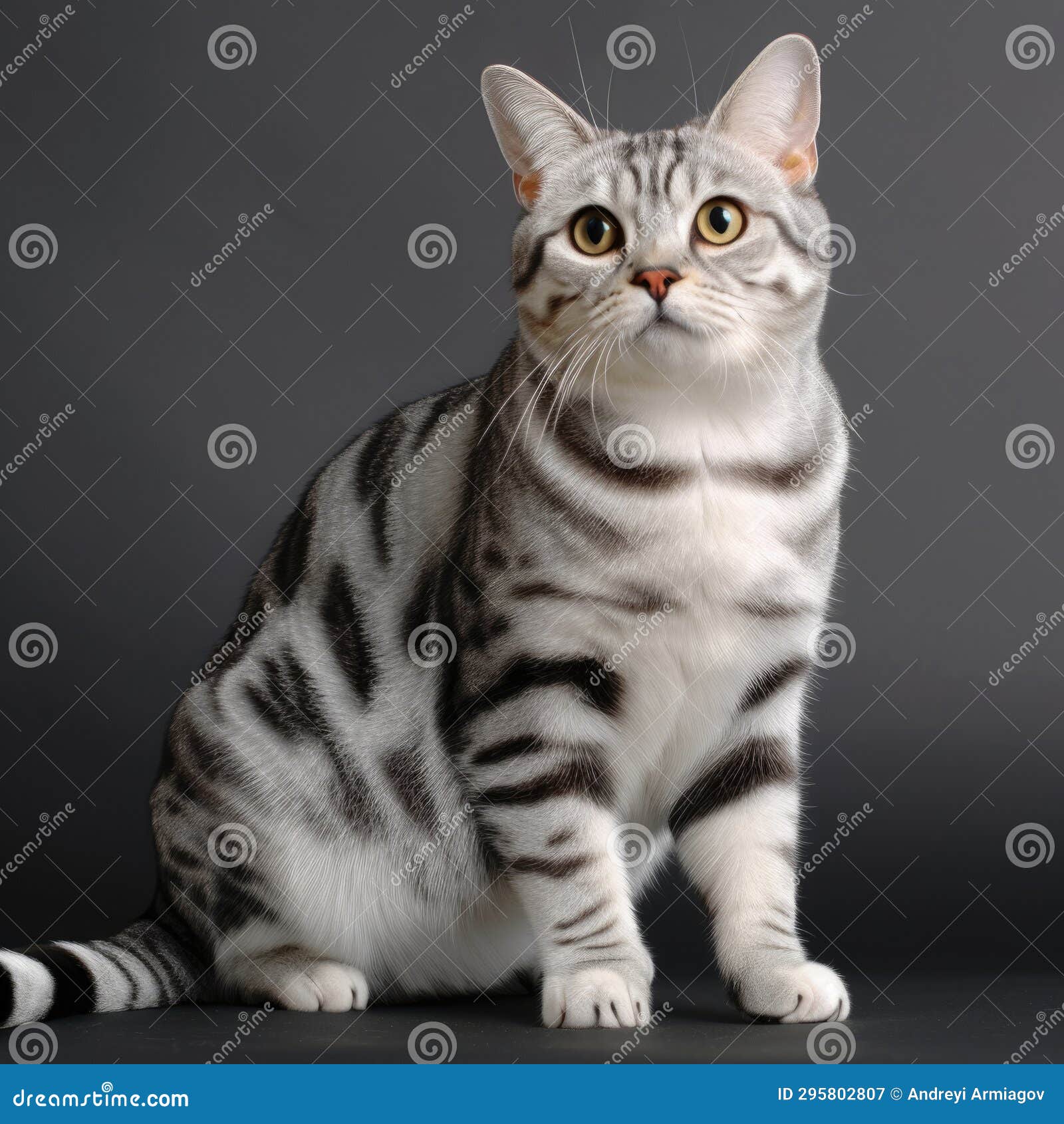 American Shorthair Icon In Cartoon Style Isolated On White Background ...