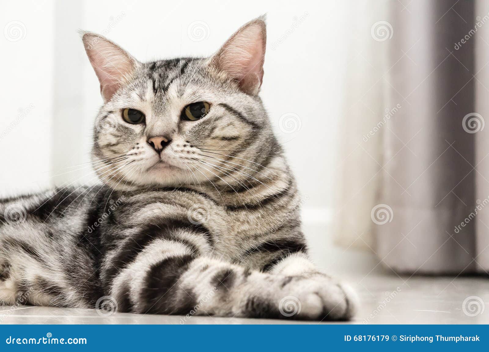 American Shorthair Cat is Sitting and Looking Forward Stock Image ...