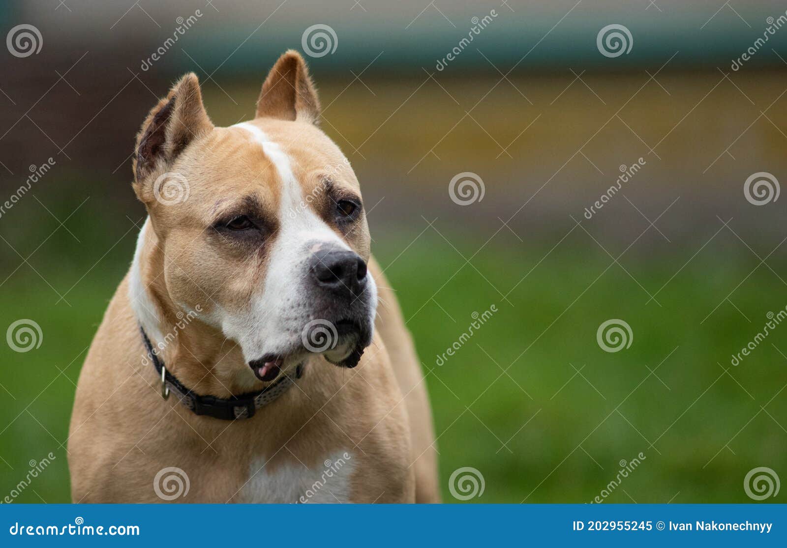 American Staff Terrier in Nature Stock Image - Image of portrait ...