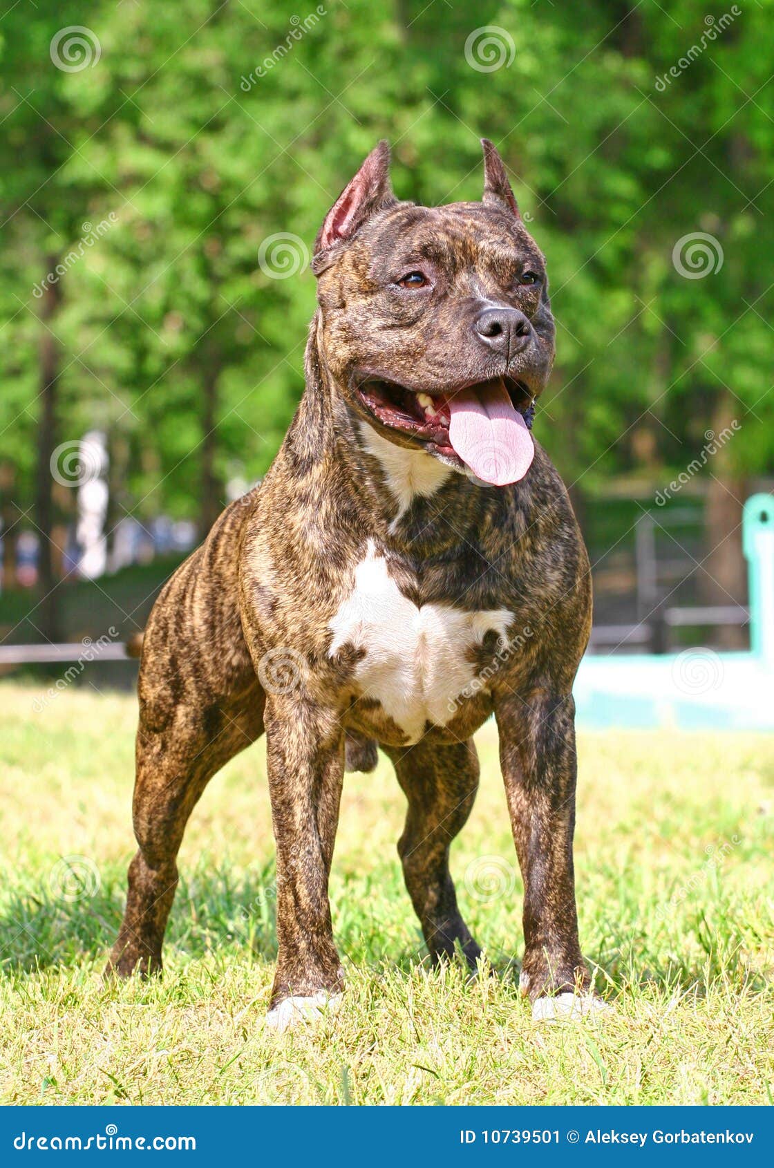 American Staffordshire Terrier Stock Image - Image of domestic, nature ...