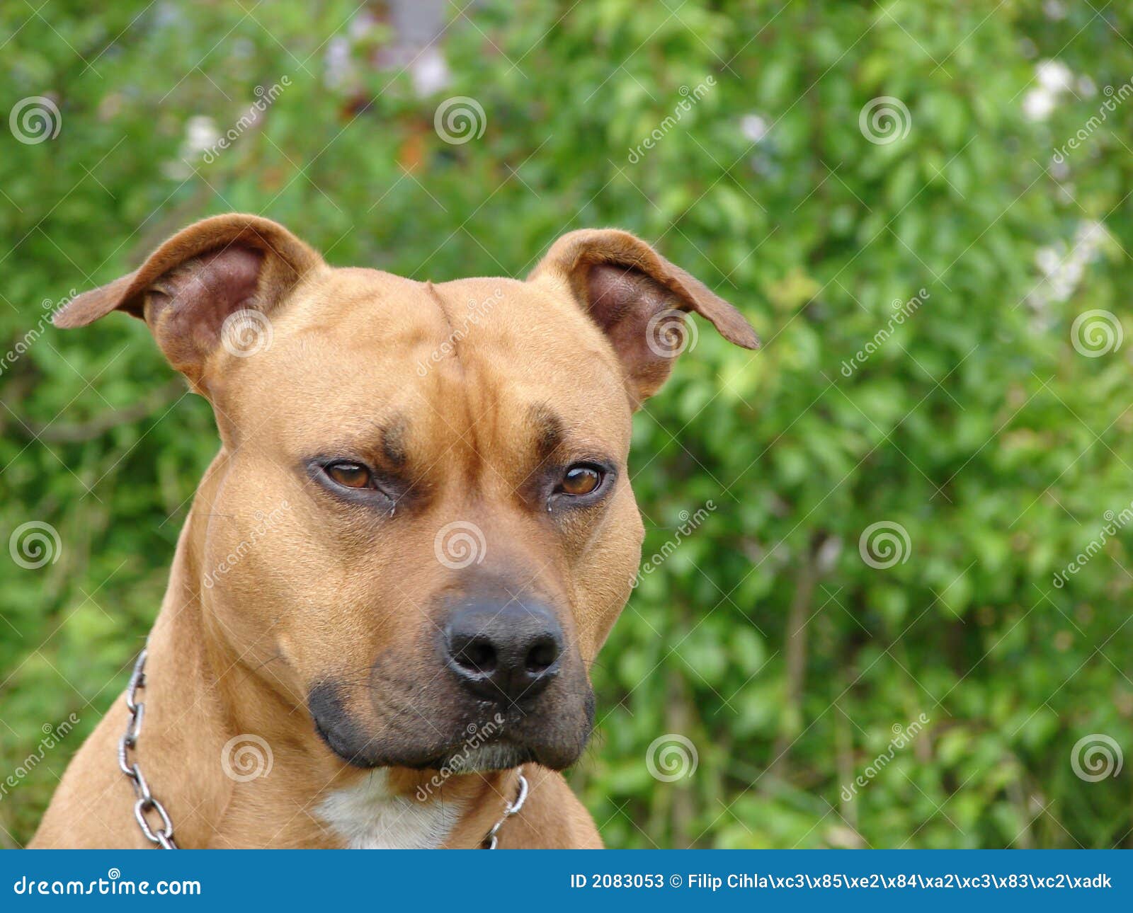 American Staffordshire Terrier Stock Image - Image of head, scape: 2083053