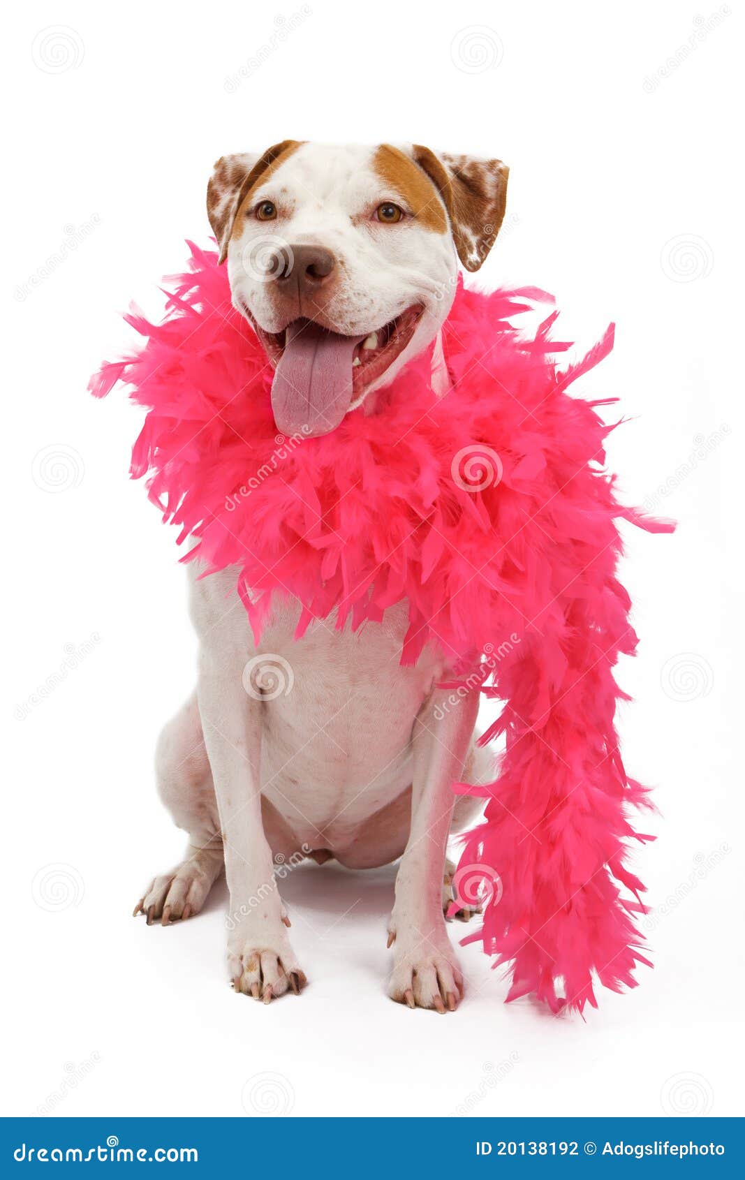 American Staffordshire Terrier Wearing a Boa Stock Photo - Image of ...
