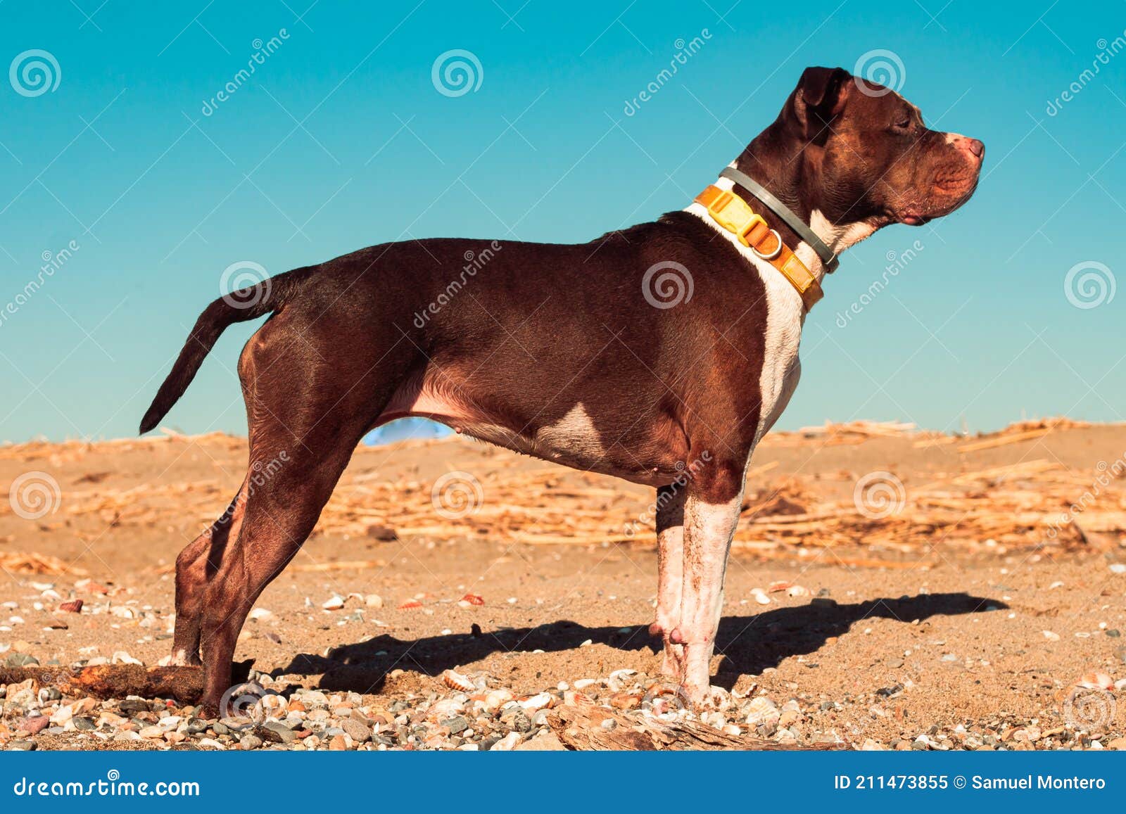 American Standford Playing at the Beach Stock Image - Image of active ...
