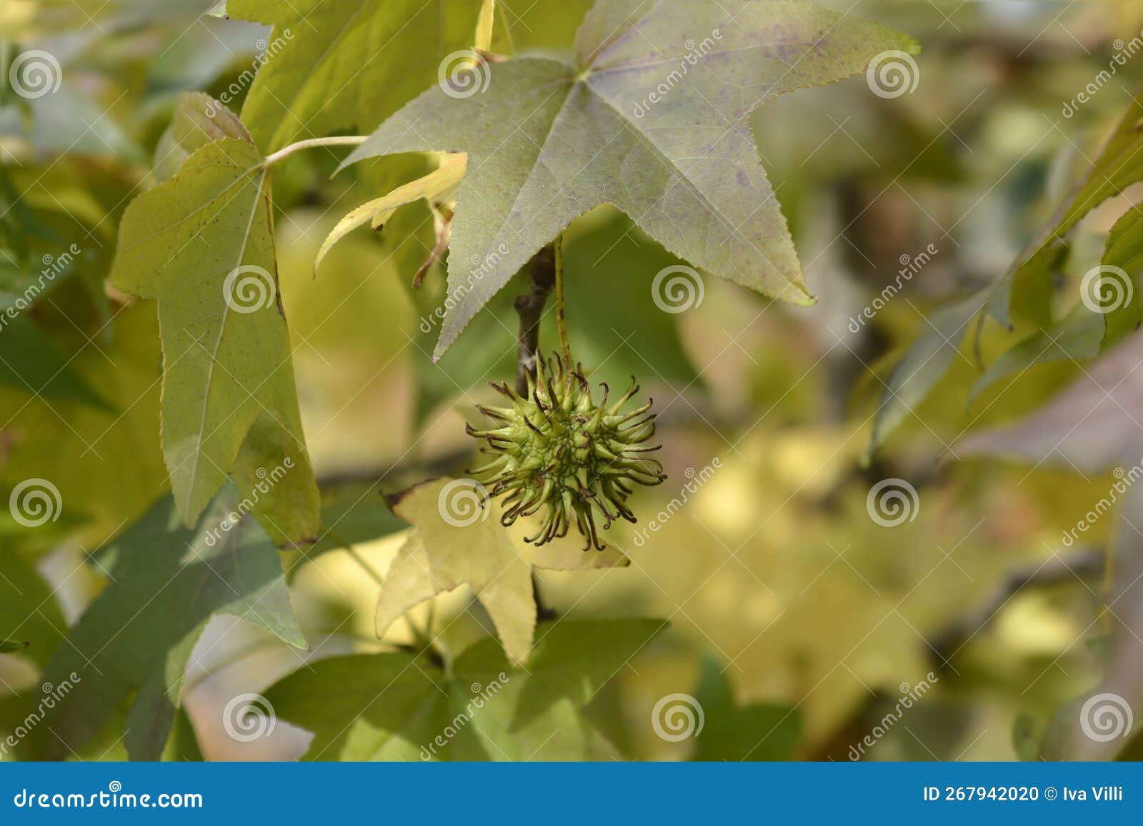 American sweetgum stock photo. Image of head, garden - 267942020