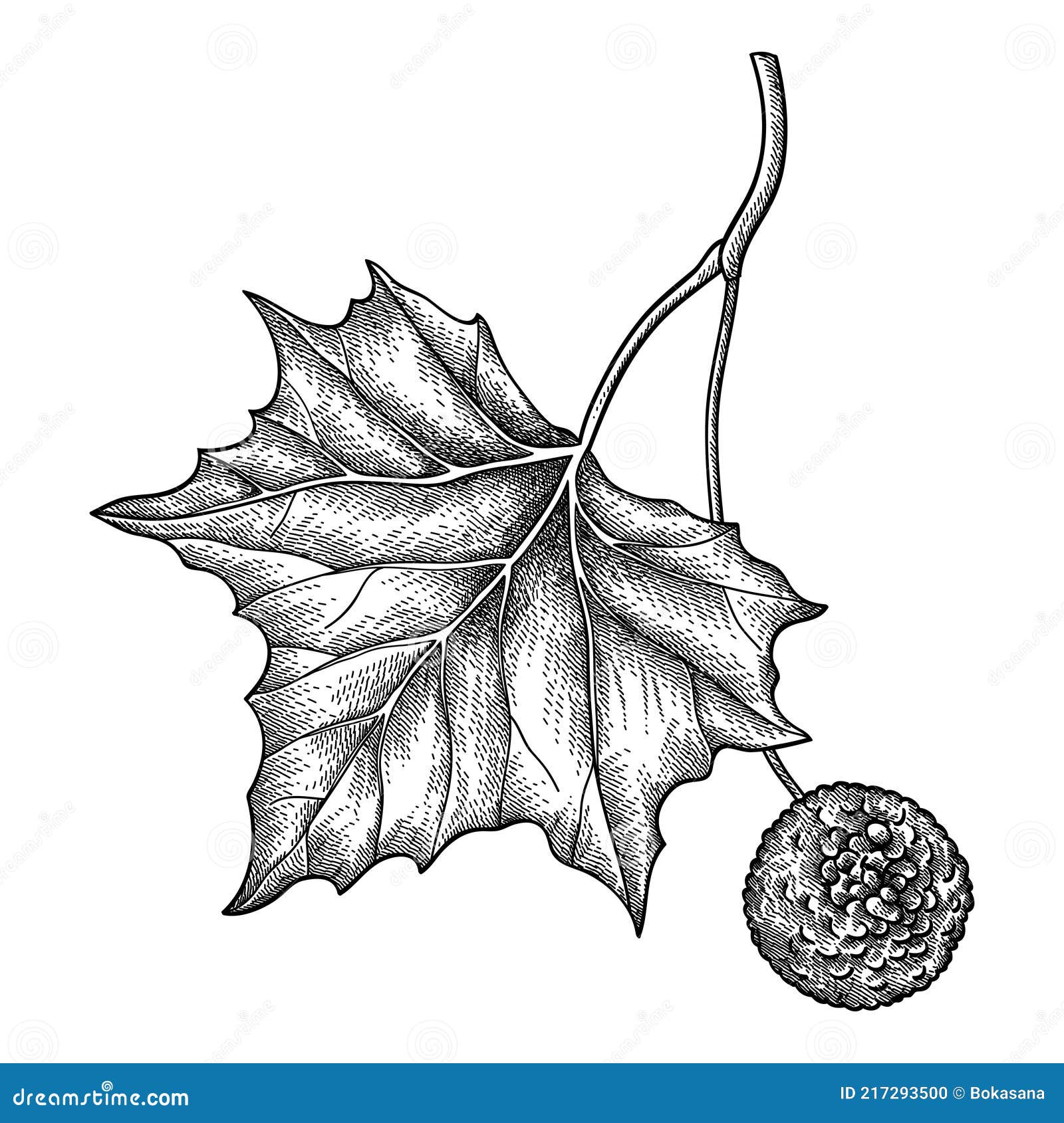 Sycamore American Sycamore Tree, Platanus Occidentalis Leaf And Seed ...