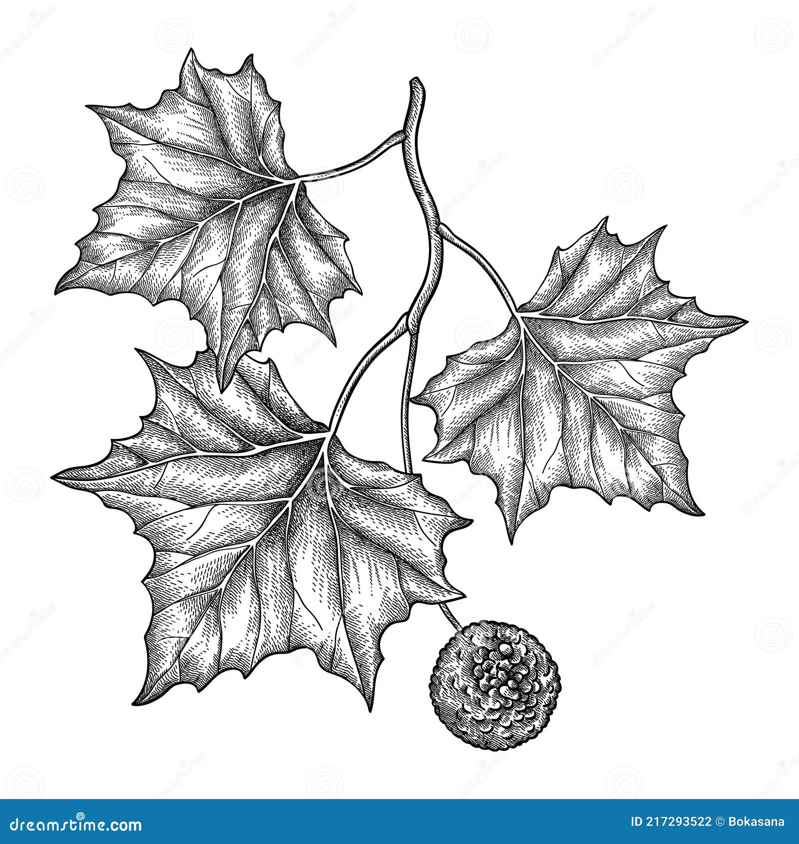 Vector Hand Drawn Sketch of American Sycamore or Western Plane Branch ...