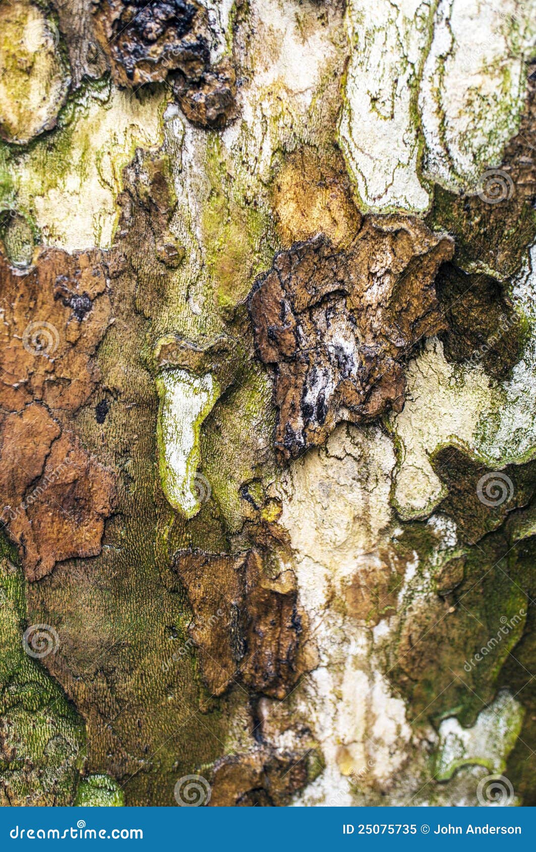 American Sycamore Tree Bark Stock Image - Image of close, spring: 25075735