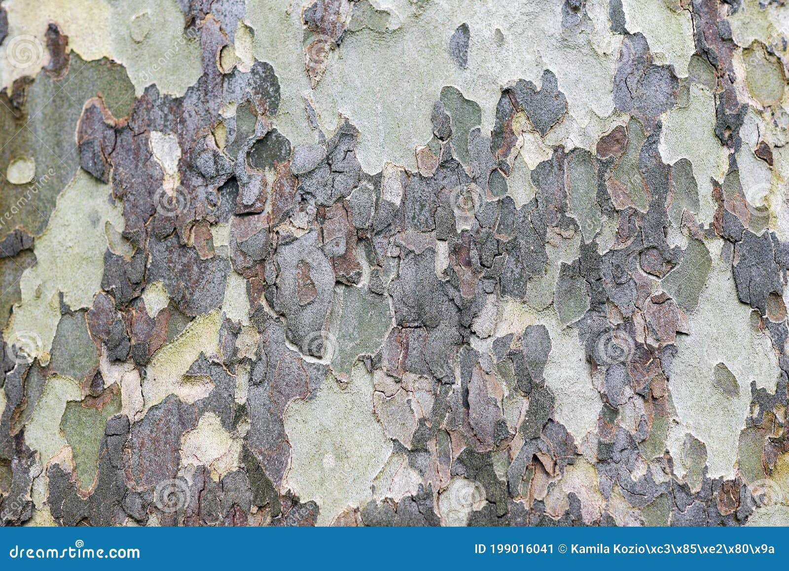 .American Sycamore Tree Bark Texture Stock Image - Image of detail ...