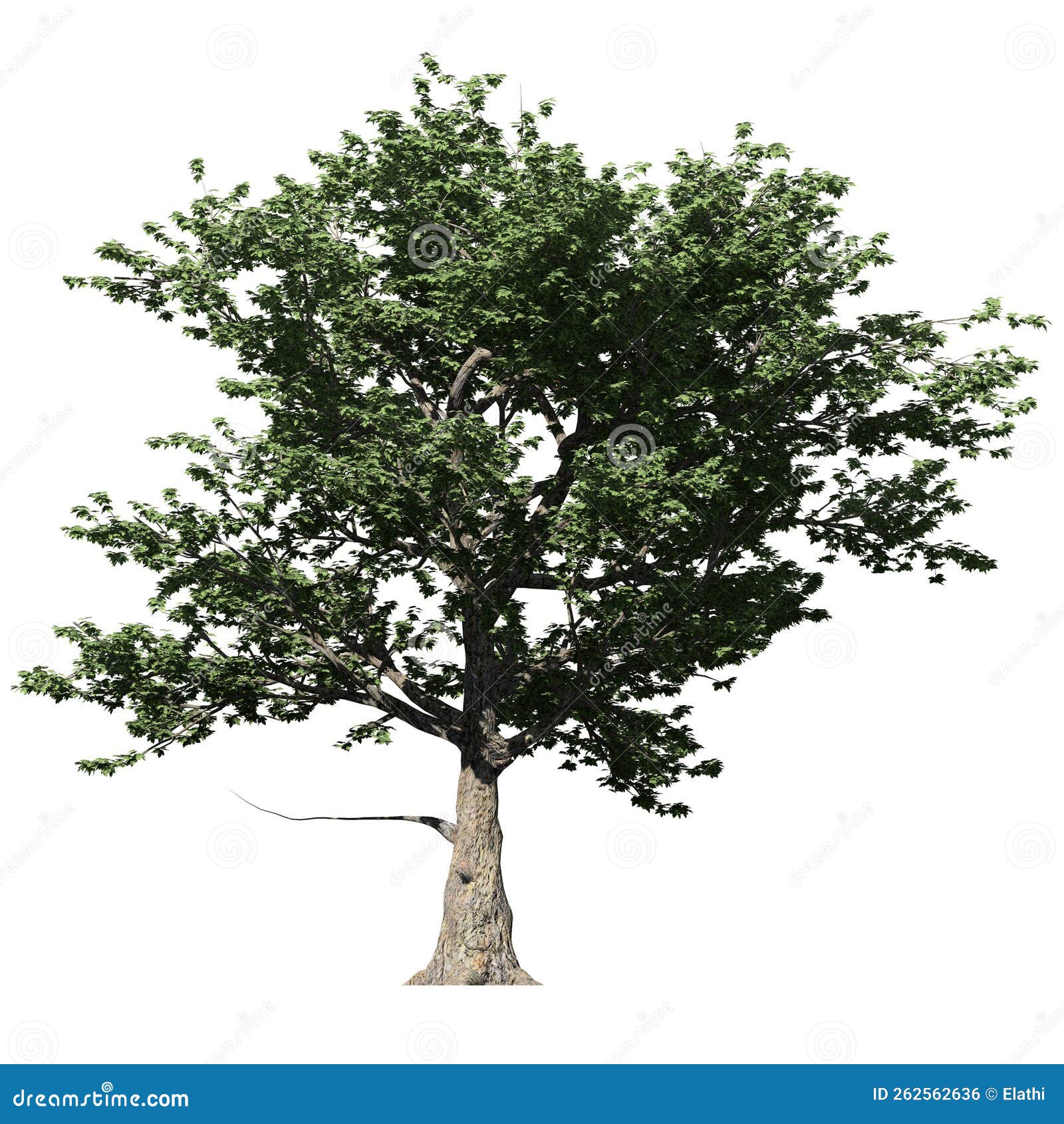 American Sycamore Tree â€“ Front View Isolated on White Background ...