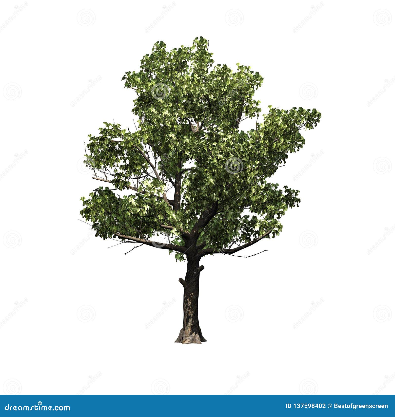 Sycamore Tree Icon. Thin Linear Sycamore Tree Outline Icon Isolated On ... Sycamore Tree Icon. Thin Linear Sycamore Tree Outline Icon Isolated On ...