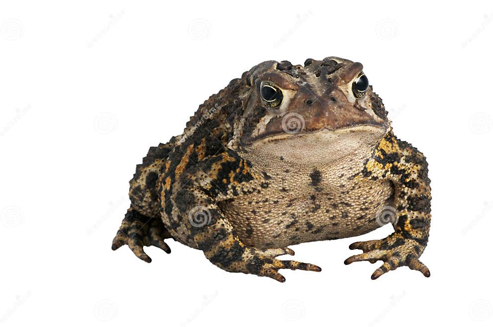 American Toad stock image. Image of creature, jump, camera - 21027251