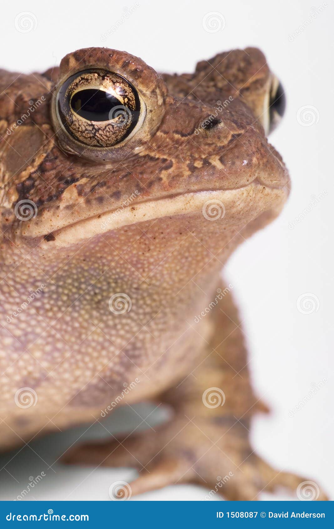 American Toad 3 stock image. Image of wildlife, life, frog - 1508087
