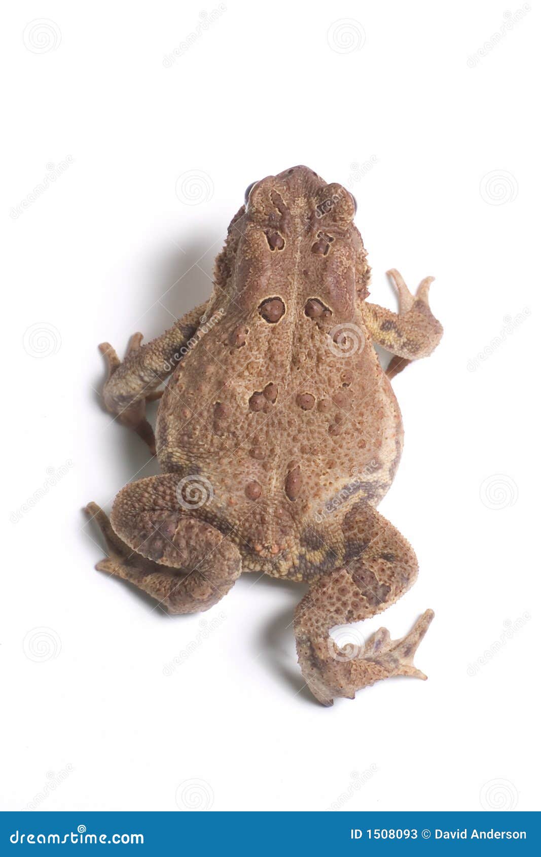 American Toad 6 stock image. Image of wart, nature, wildlife - 1508093