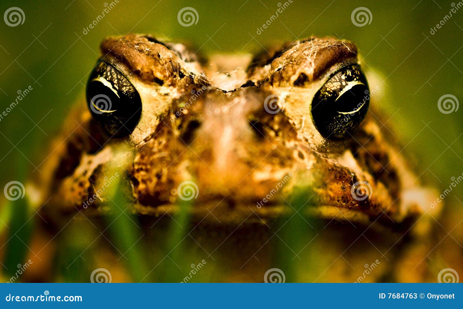 American Toad stock image. Image of front, grass, warts - 7684763
