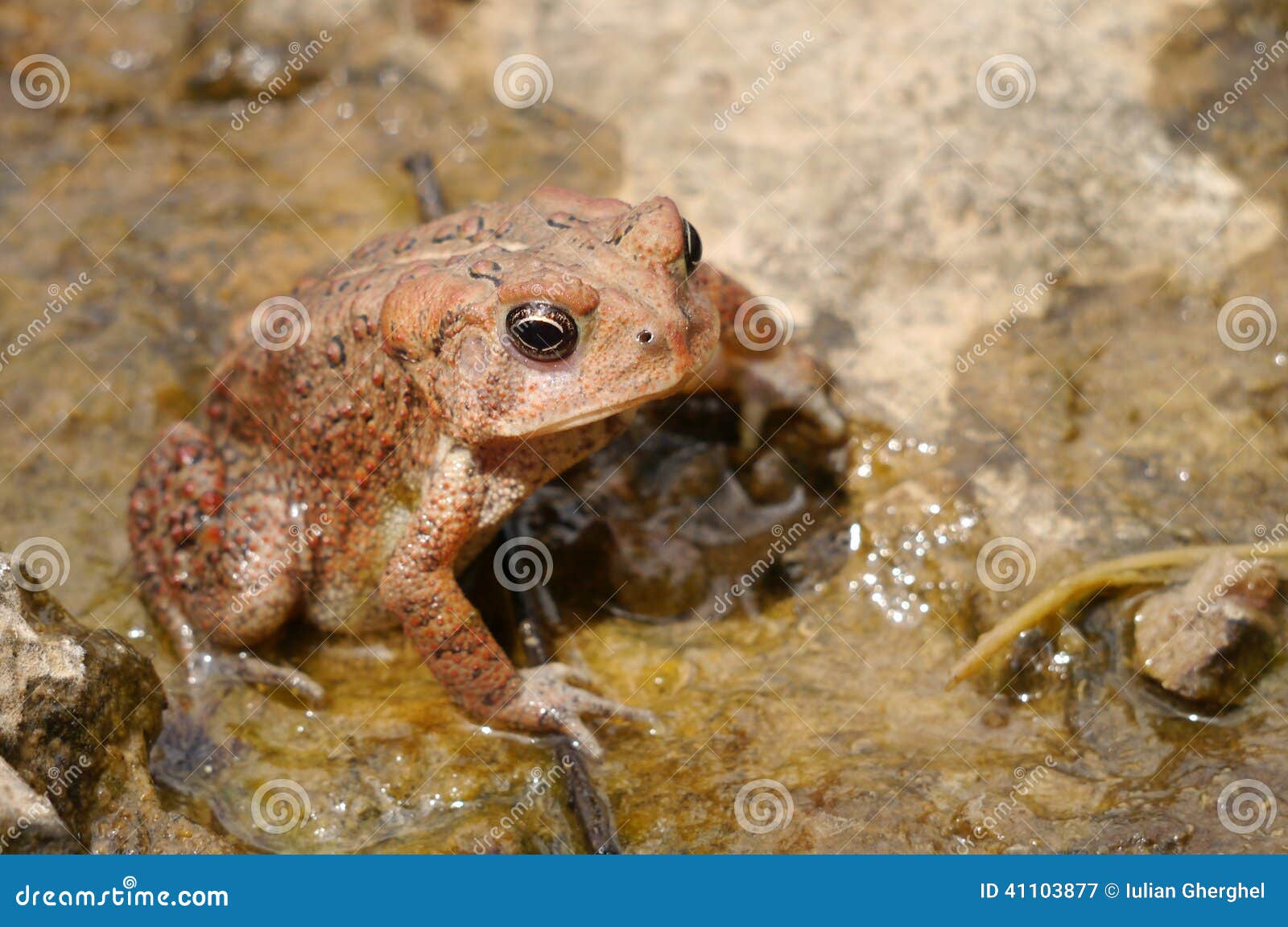 American Toad stock image. Image of reptiles, cope, pattern - 41103877