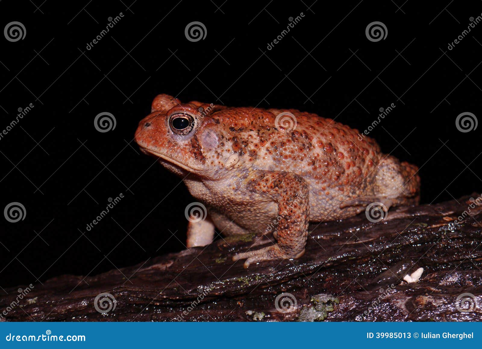 Toad Background Stock Photography | CartoonDealer.com #892766